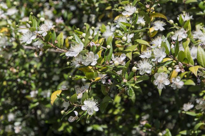 Mirt zwyczajny – uprawa w doniczce i w ogrodzie, pielęgnacja ...