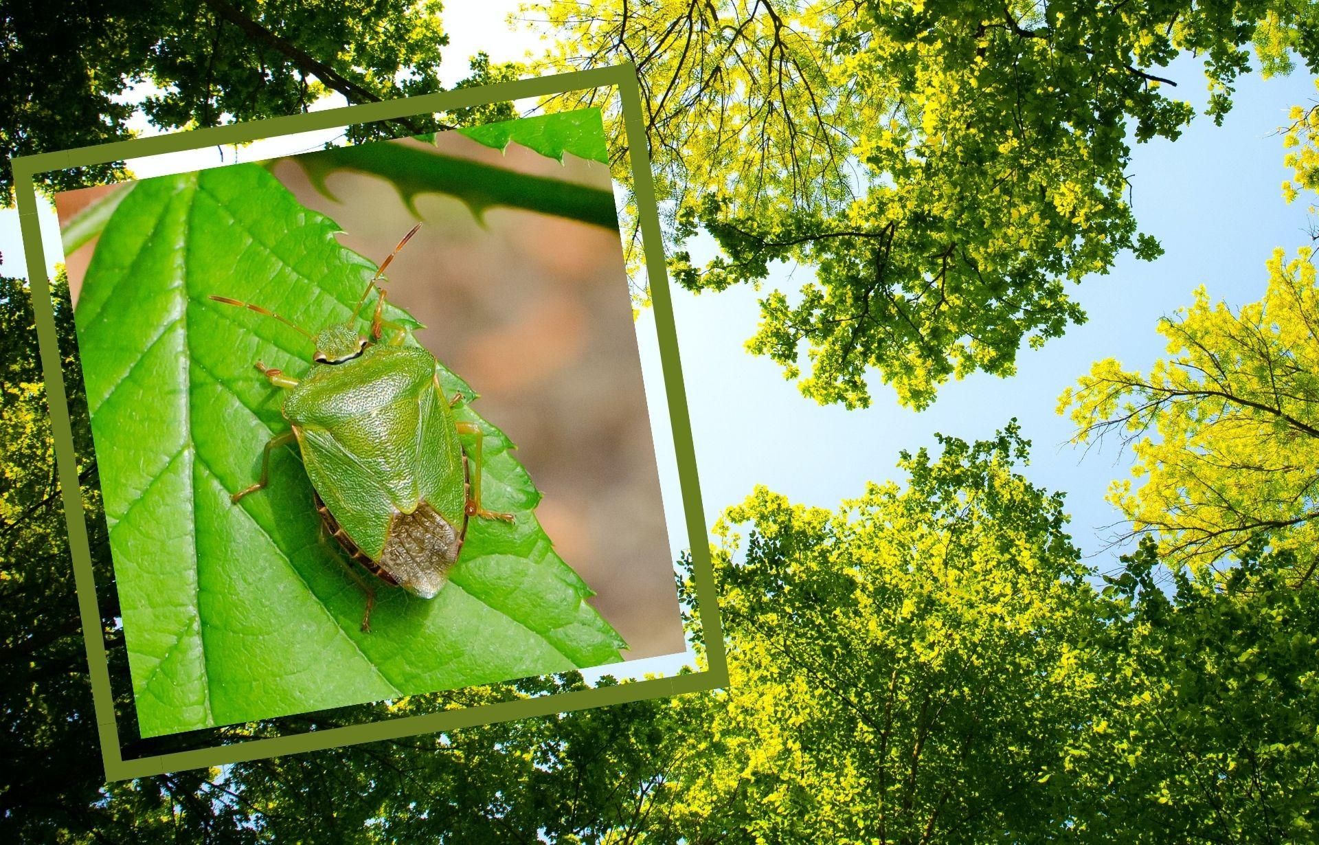 Widzisz tego pluskwiaka? Lepiej zostaw go w spokoju! Albo przekonasz ...