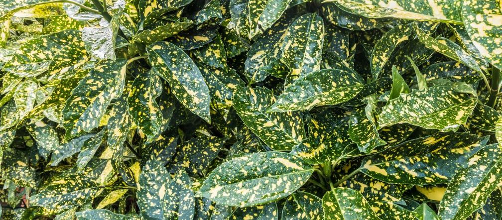 Aukuba japońska - Aucuba japonica - Urzadzamy.pl