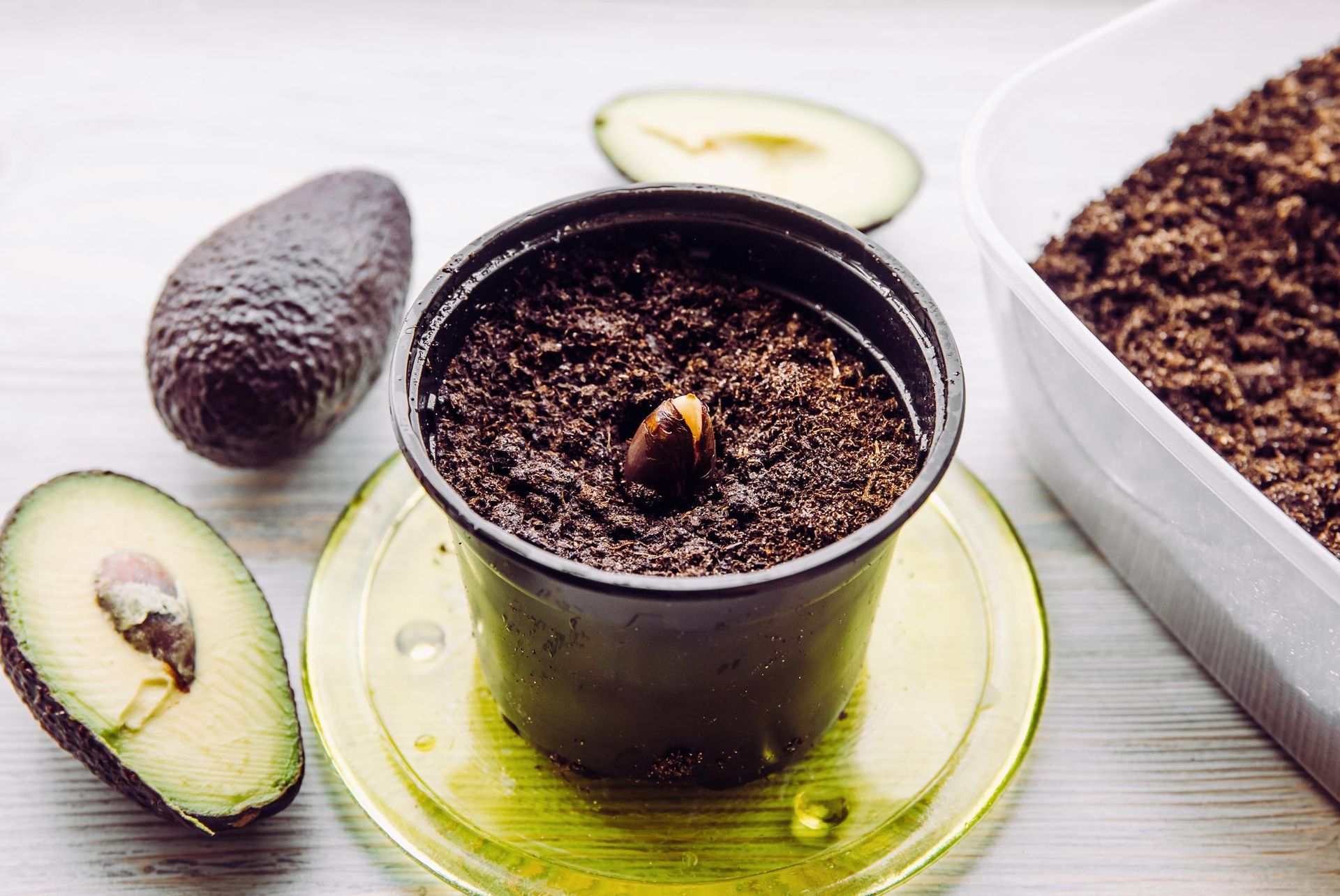 Awokado - uprawa i pielęgnacja awokado w doniczce - poradnik - Urzadzamy.pl