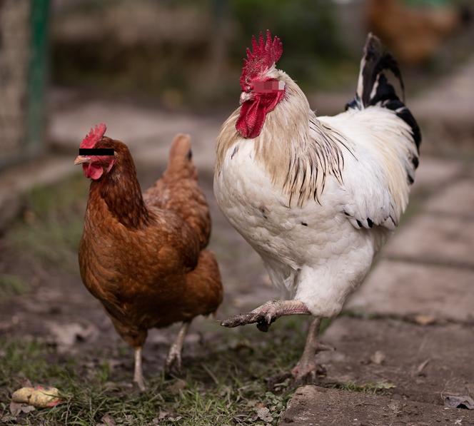 Kura Grażynka zwabia do gangu koguta Zdzicha - Rzeszów, Super Express