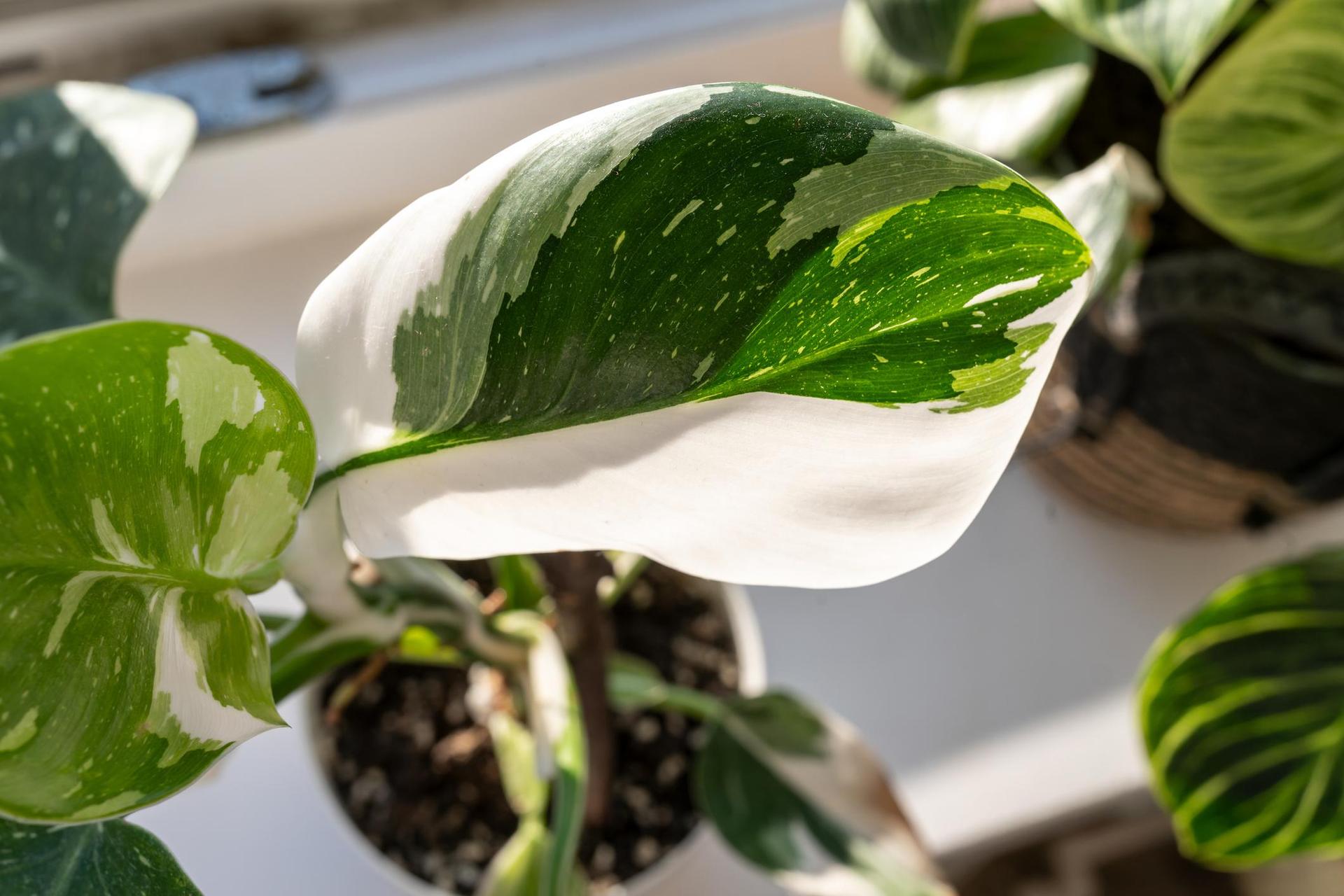 Philodendron 'White Princess' - jak dbać, stanowisko, podlewanie. Czego ...