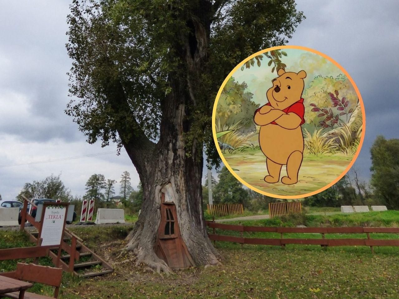 Topola Tekla w Chudowie, niczym chatka Kubusia Puchatka. To popularne ...