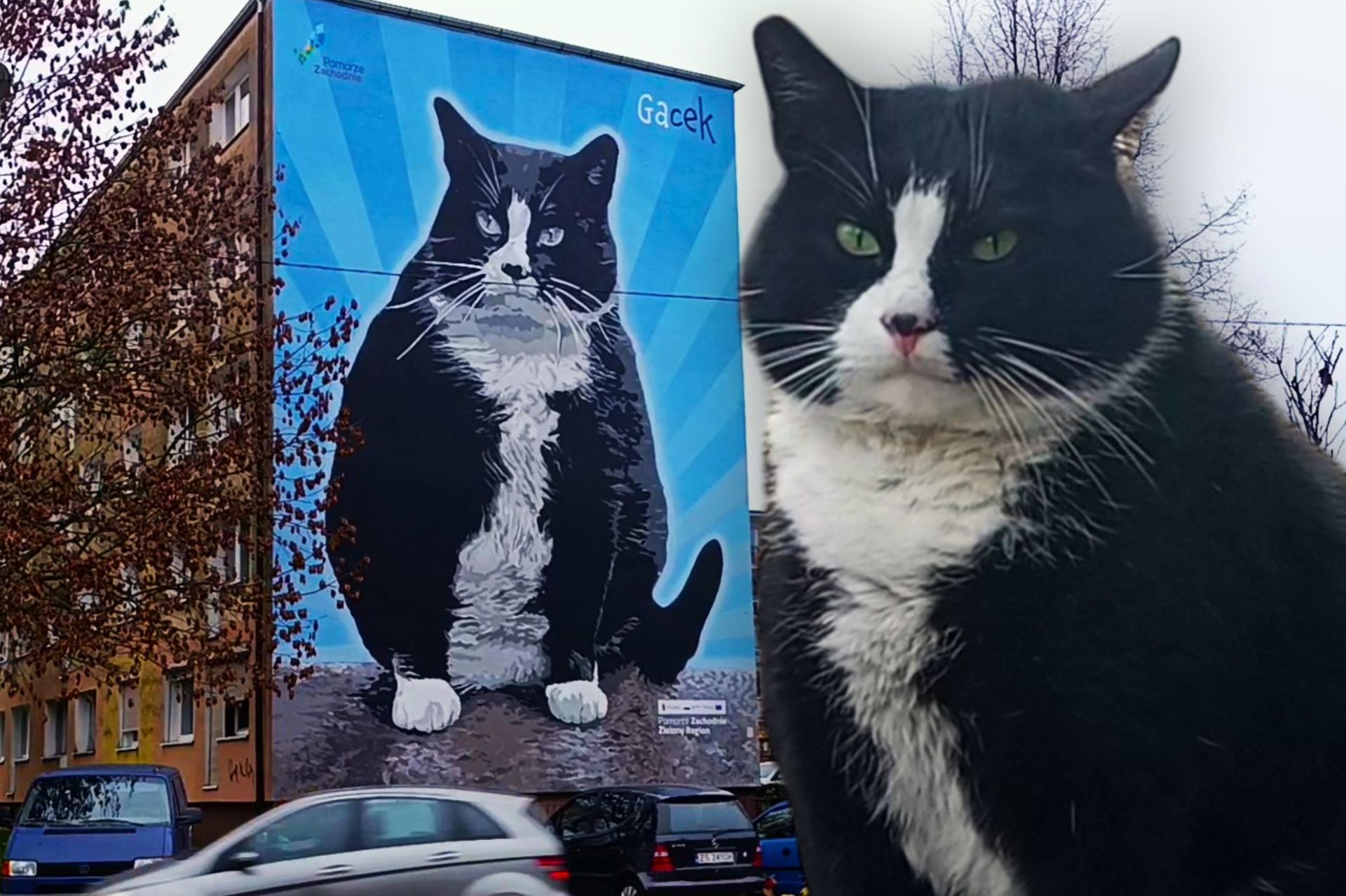 Szczecin pamięta o kocie Gacku! Mural z podobizną kociego celebryty z ...