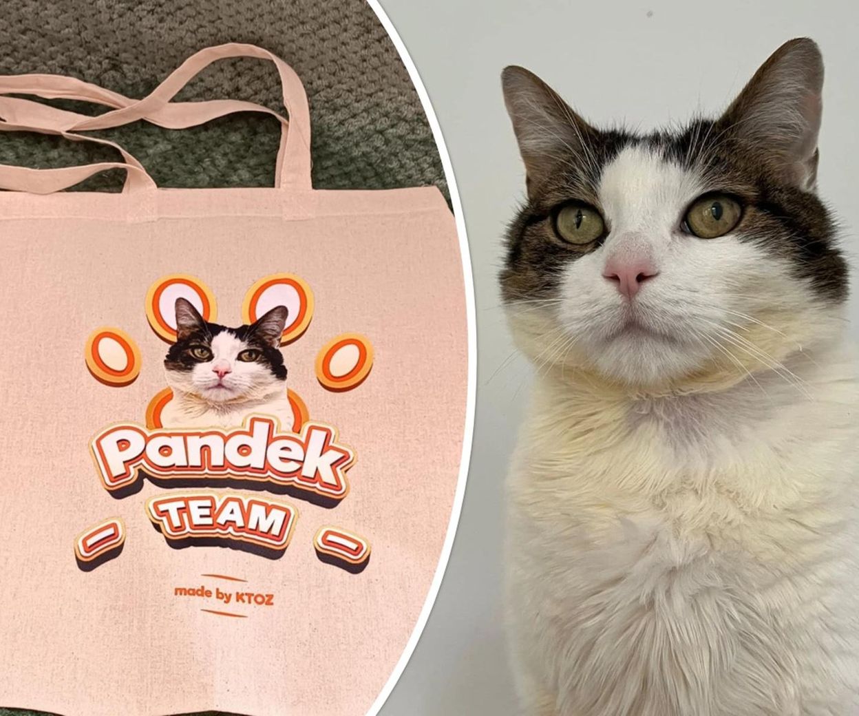 Kraków. Kot Pandek podbił serca internautów. Gadżety wyprzedane w ...