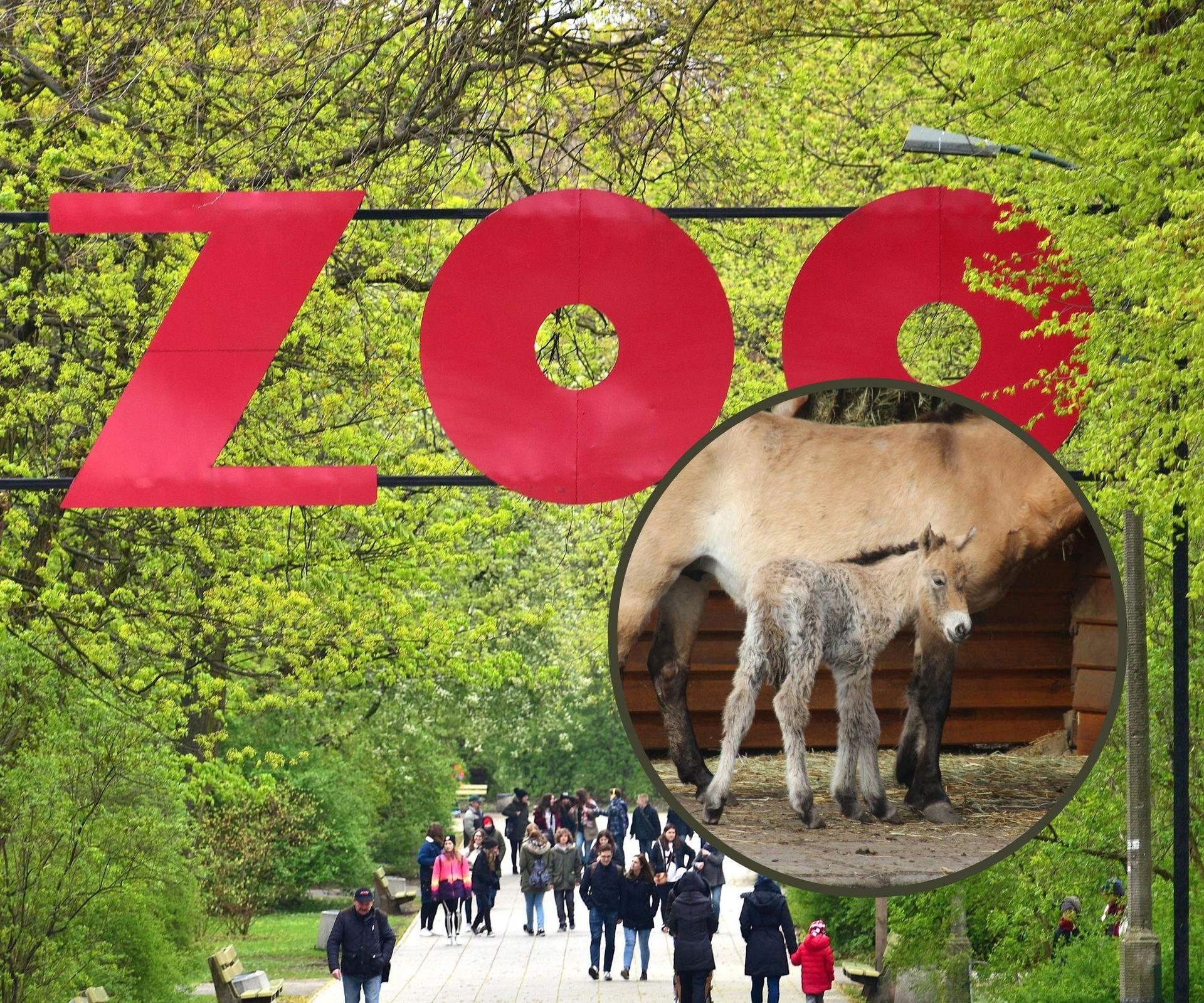 ZOO w Warszawie ma nowego mieszkańca! "Trzyma się blisko mamy i sporo ...