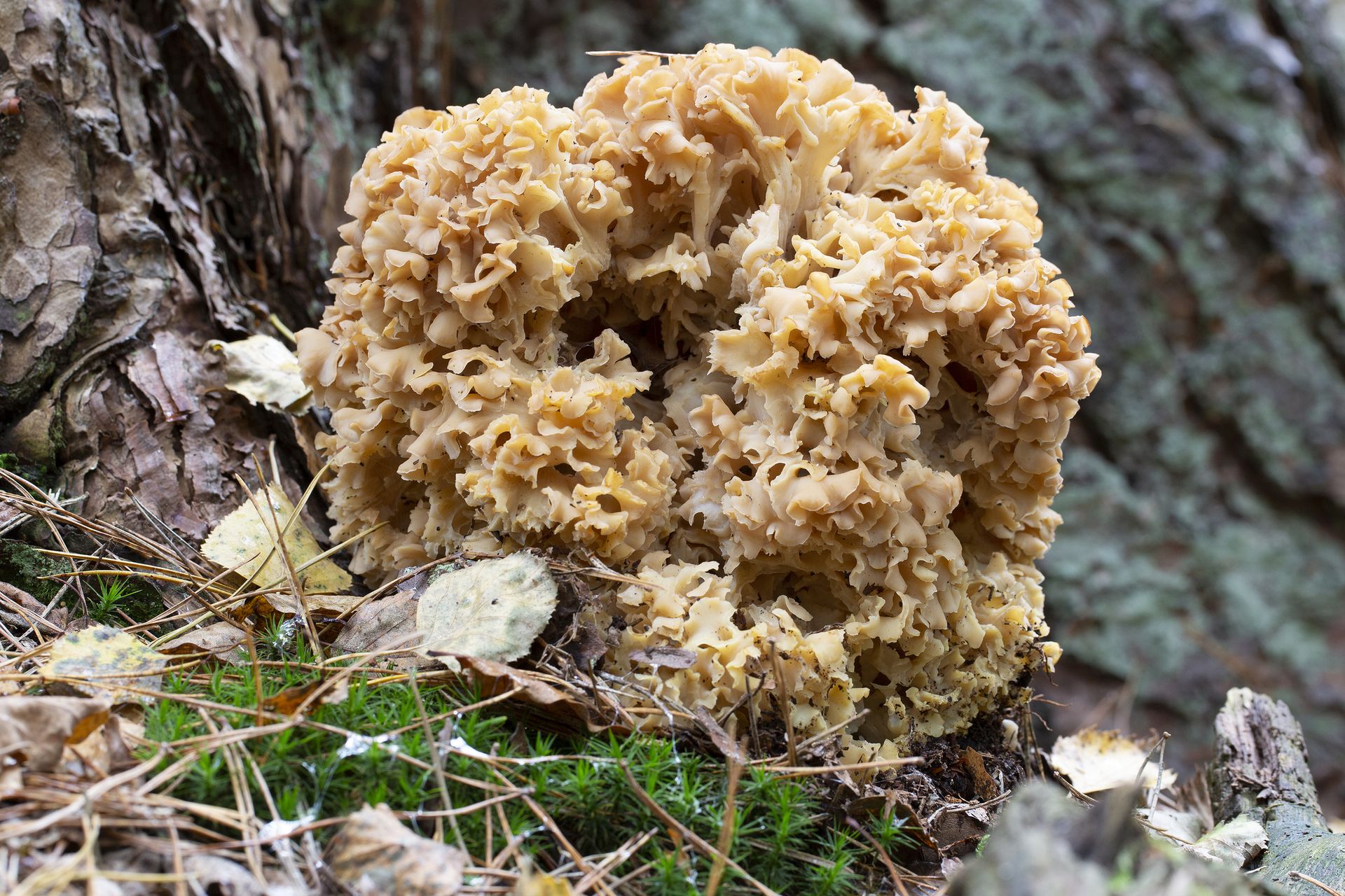 Siedzuń sosnowy czyli kozia broda. Występowanie, smak, właściwości ...