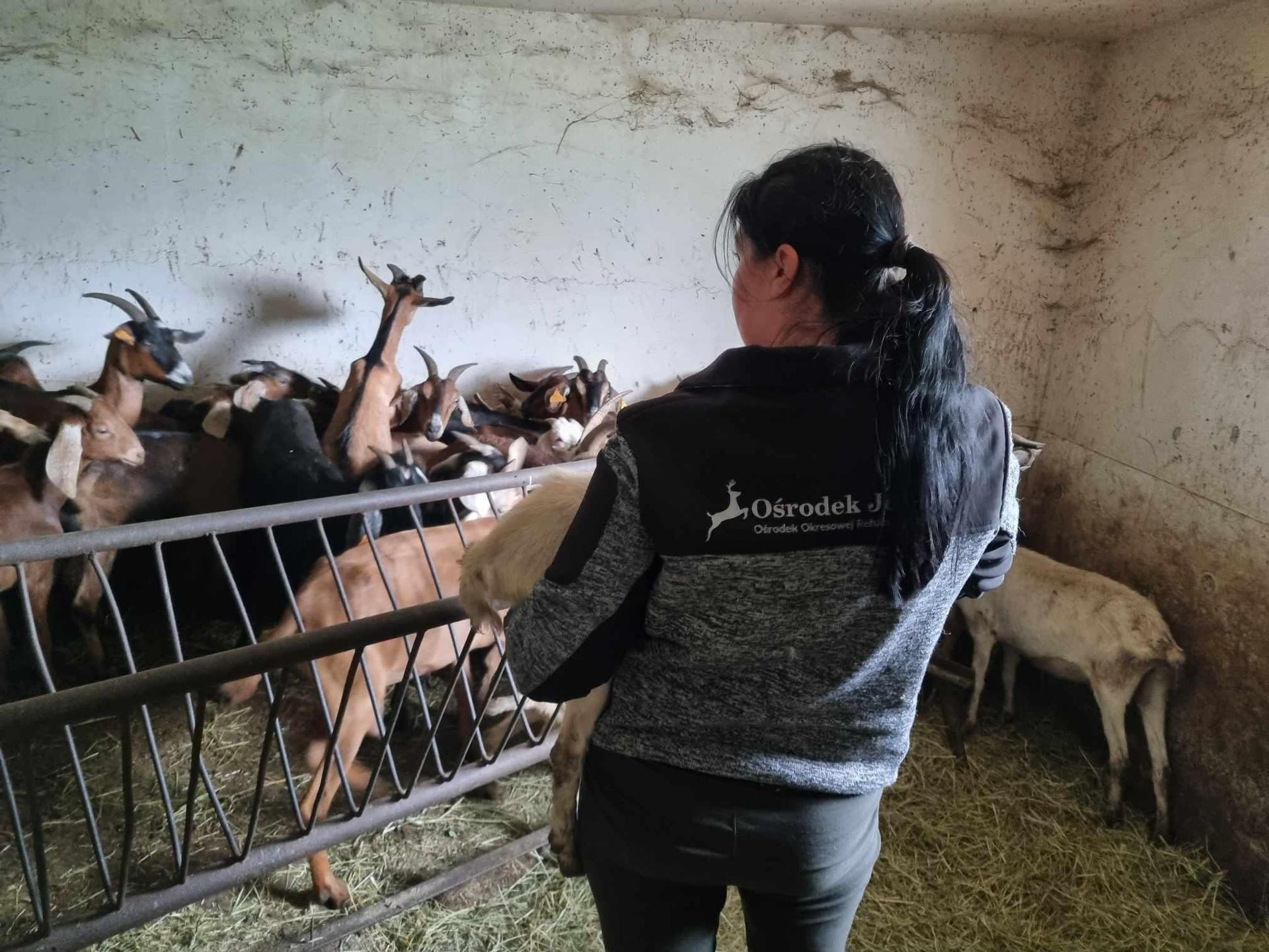 Uratowali stado kóz, indyki i perliczki [ZDJĘCIA] - Braniewo Radio ESKA