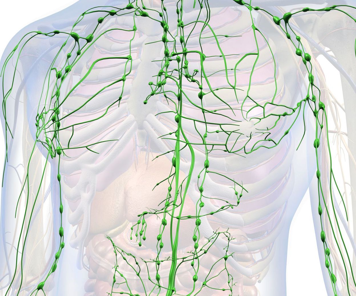 Chłonka czyli limfa - budowa i funkcje - PoradnikZdrowie.pl