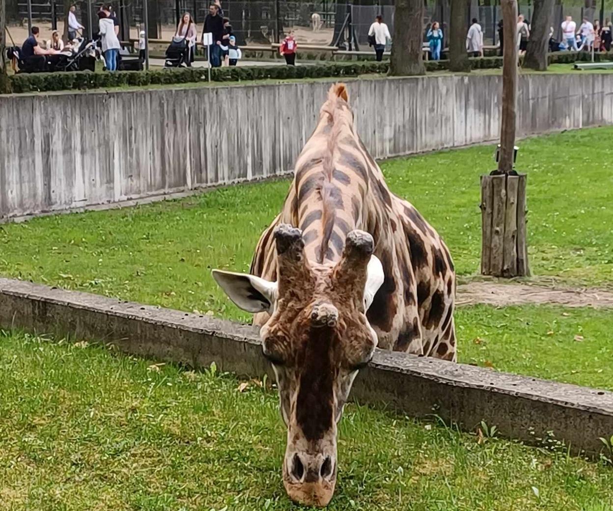 ZOO w Krakowie rozdaje darmowe bilety. Krakowska Karta Rodzinna ...