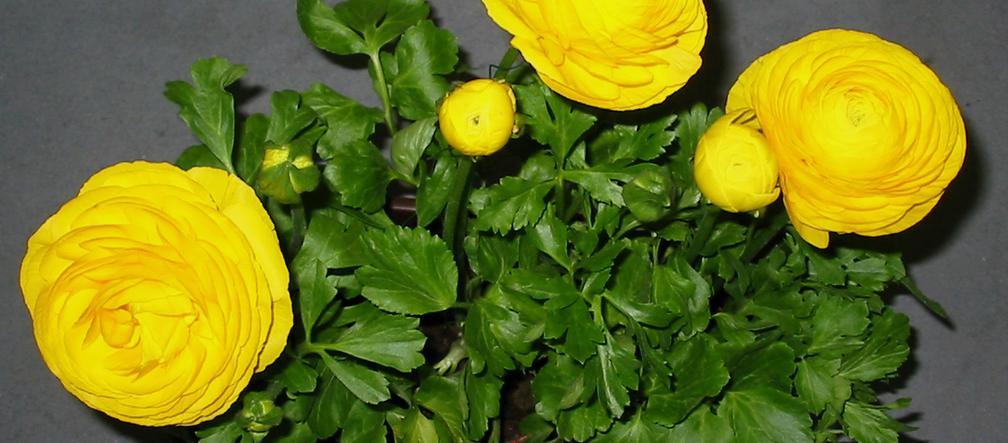 Jaskier azjatycki - Ranunculus asiaticus - Urzadzamy.pl