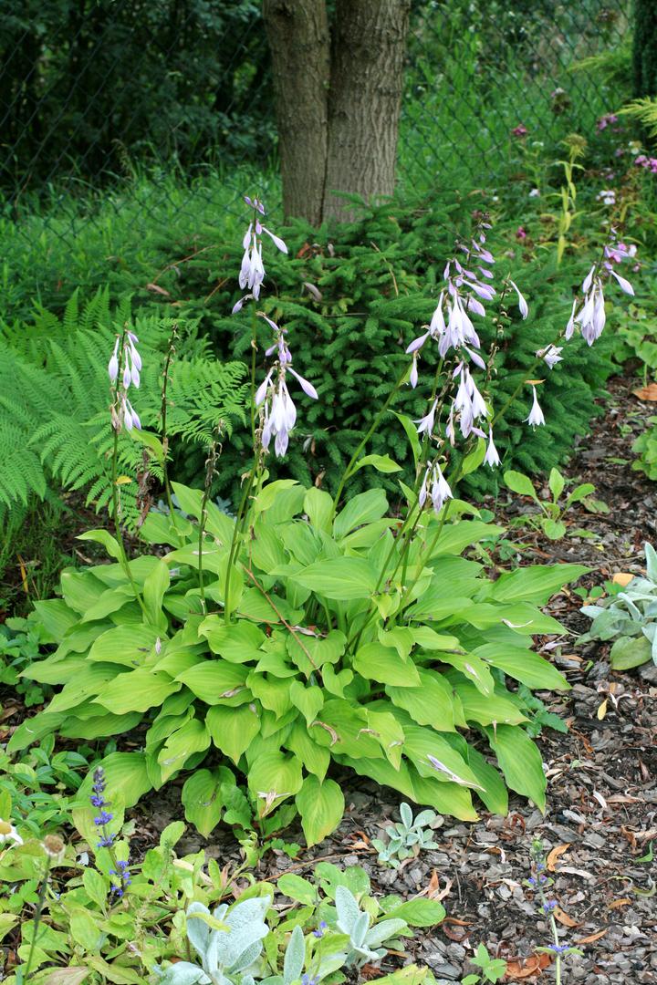 Funkia 'Lemon Lime' - Hosta hybrida 'Lemon Lime' - Urzadzamy.pl