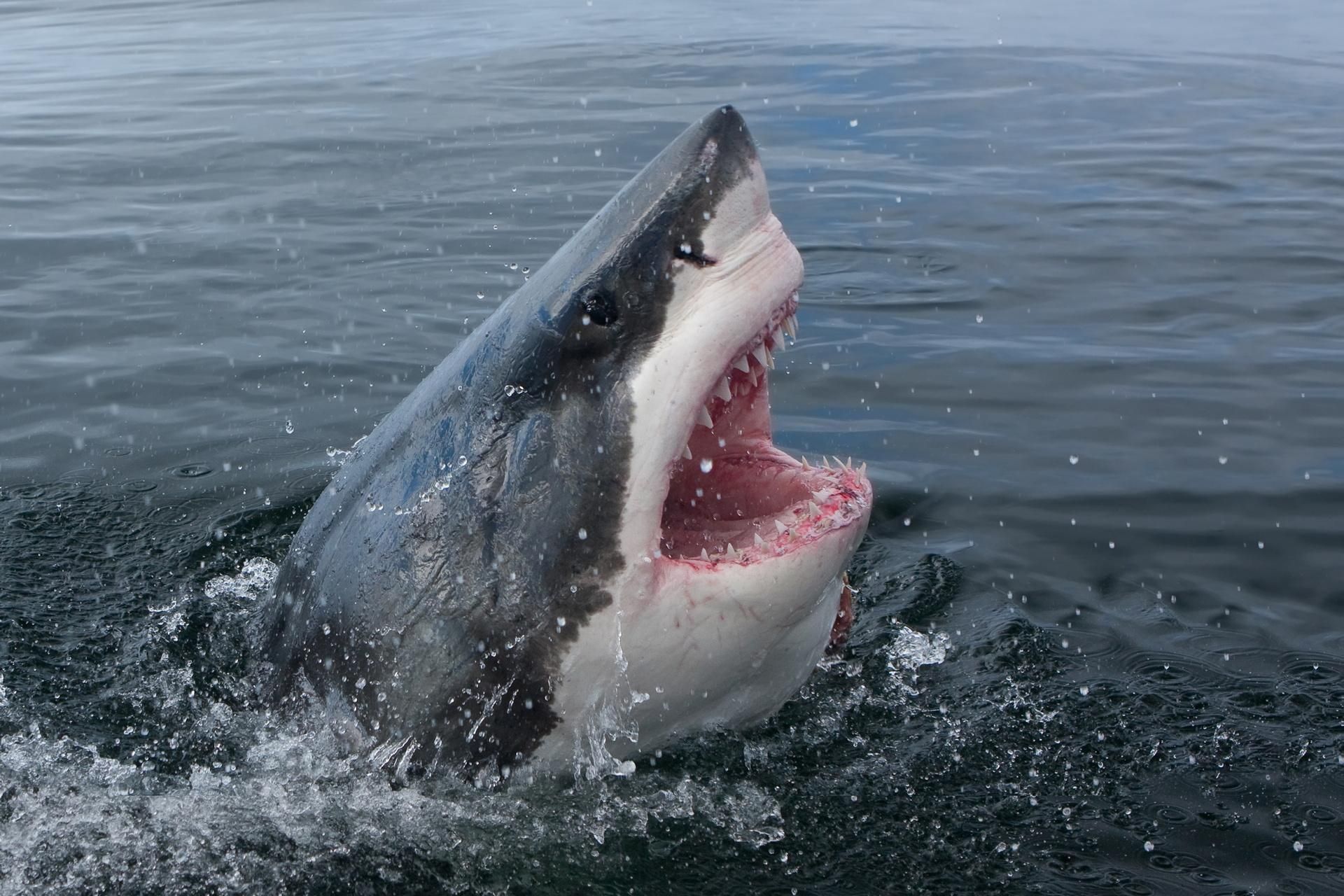 Atak rekina na turystów w Egipcie. Jedna osoba nie żyje, druga jest ...