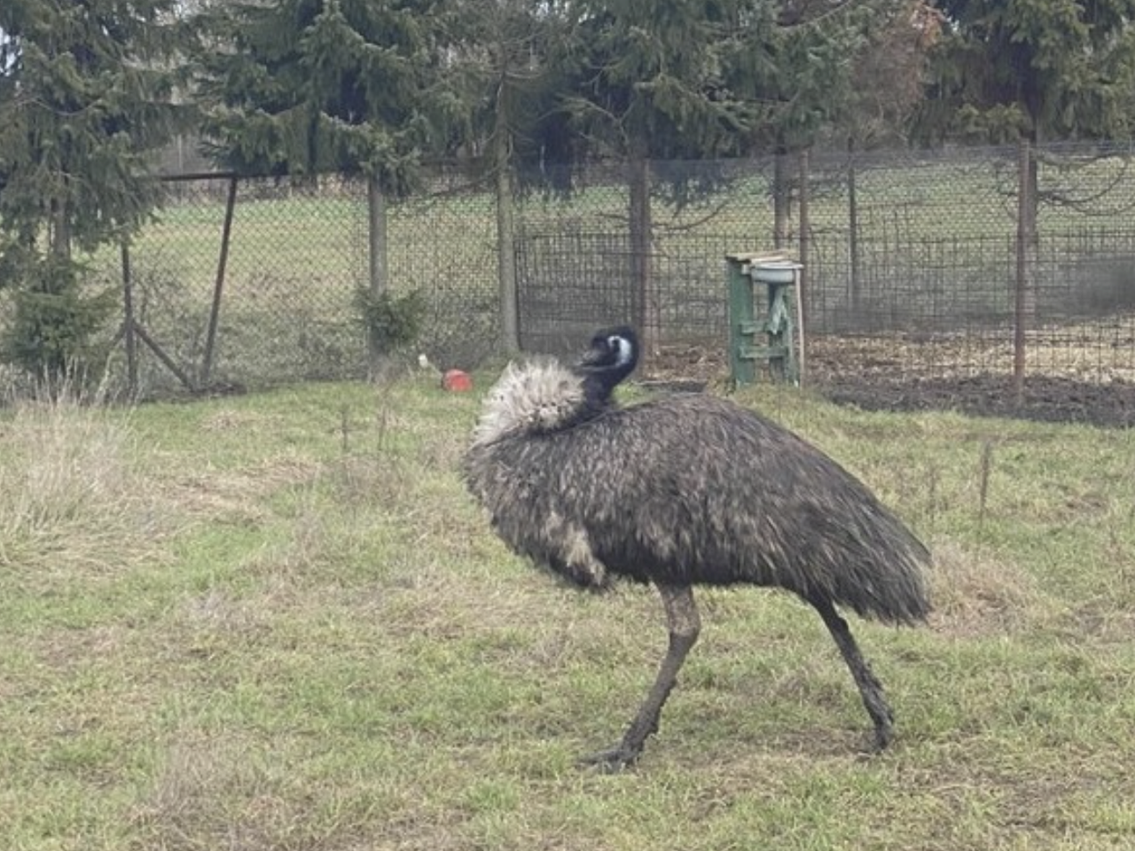 Niesforne Emu schwytane! Ptak wrócił do domu - Szczecin Radio ESKA
