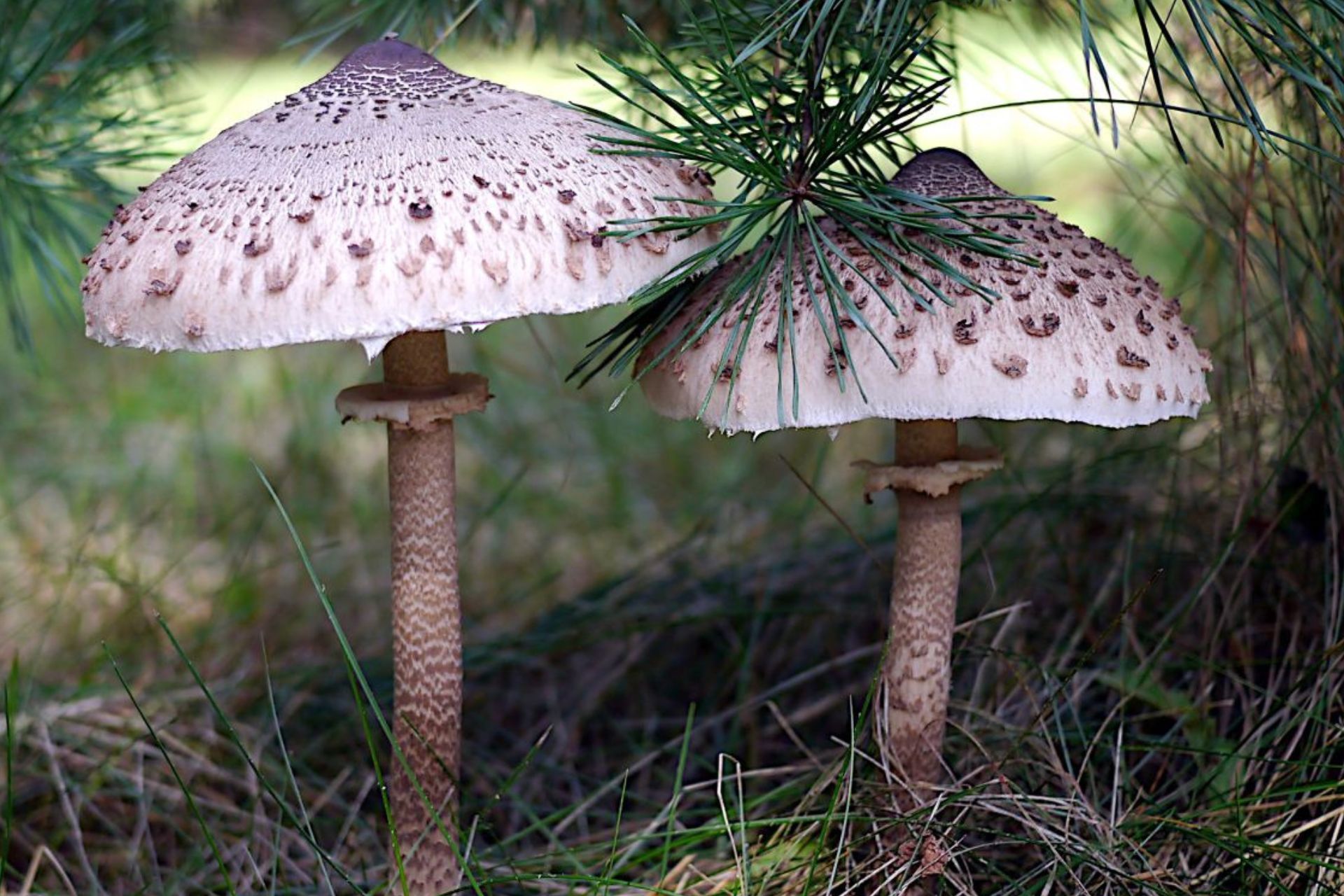 Kania - jak wygląda? Jak rozpoznać kanię i nie pomylić ze sromotnikiem ...