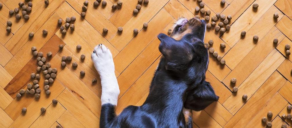 Tym karmimy nasze zwierzęta. Szokujące wyniki kontroli karmy - Łódź ...