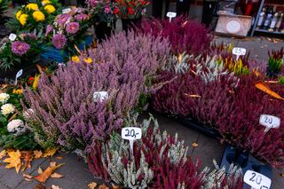 Ceny kwiatów na cmentarz. Ile kosztują kwiaty na Wszystkich Świętych 2024? - murator.pl