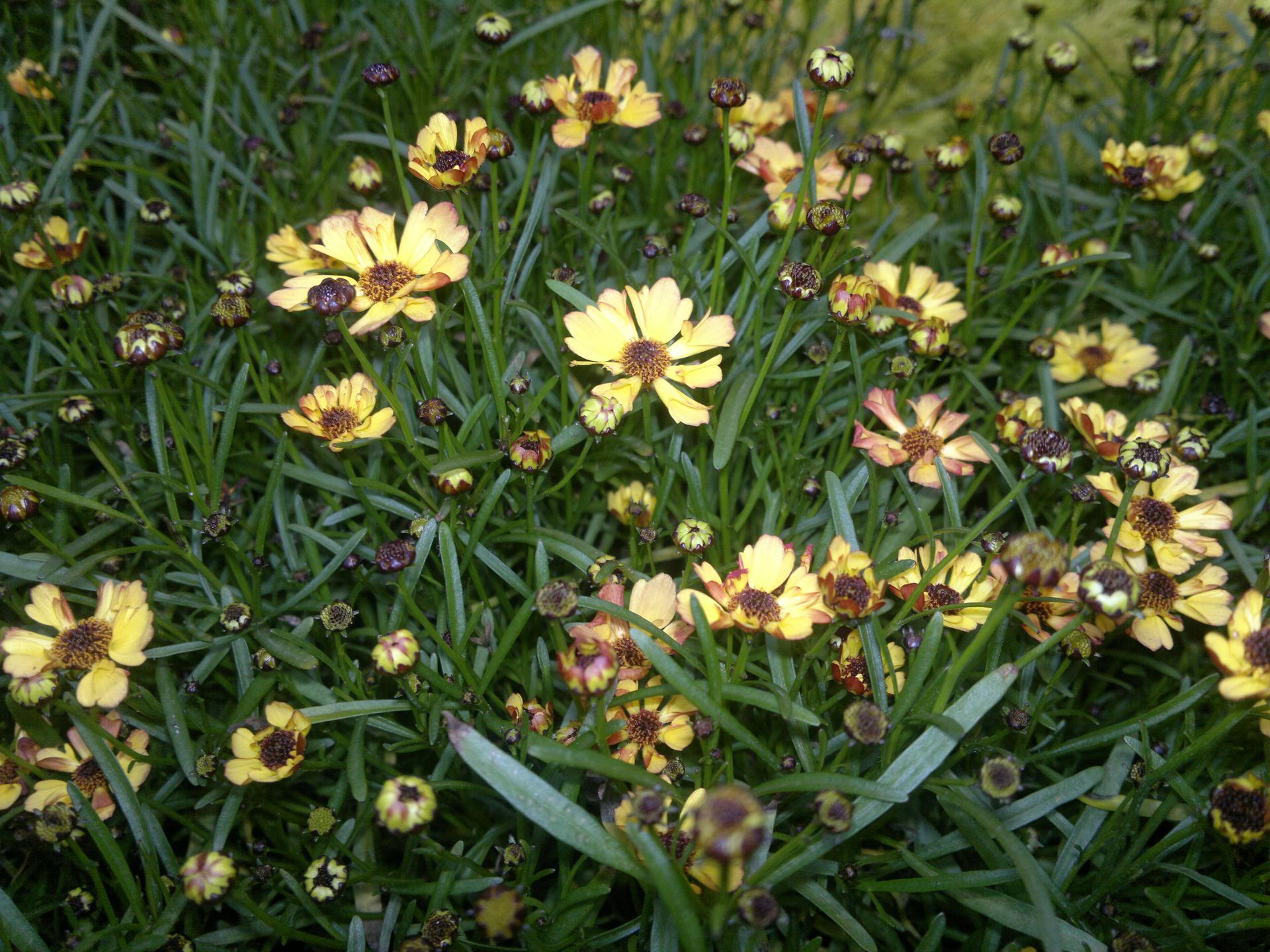 Nachyłek okółkowy 'Lemon Punch' - Coreopsis verticillata 'Lemon Punch ...