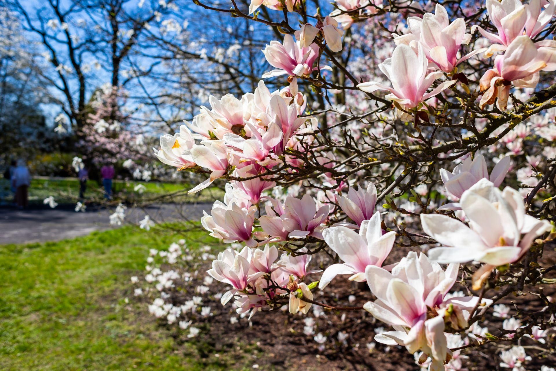 Rozmnażanie magnolii z nasion i przez szczepienie - murator.pl