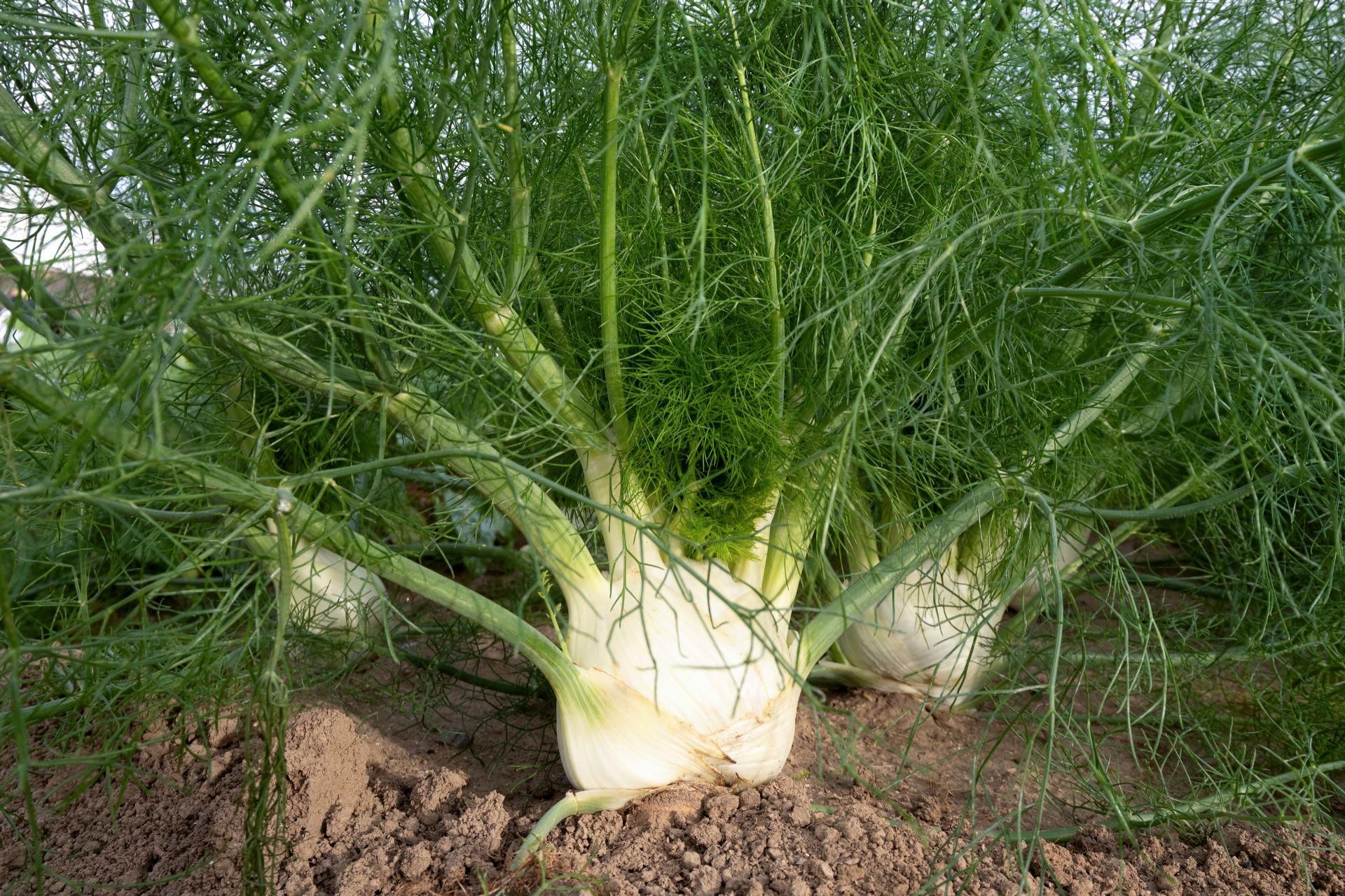 Koper włoski - uprawa, właściwości zdrowotne i kulinarne zastosowania ...