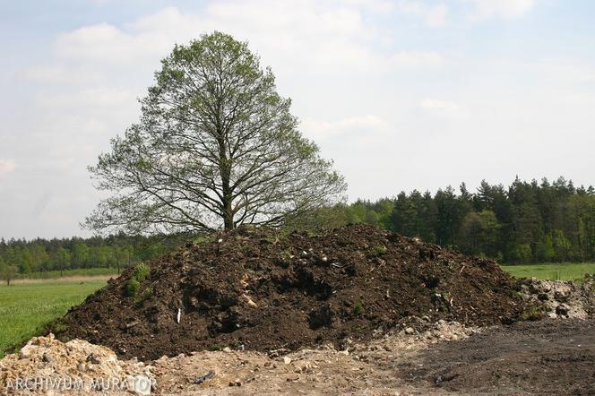 Ziemia humus – co to jest? Kiedy i jak stosować ziemię humus w uprawie ...