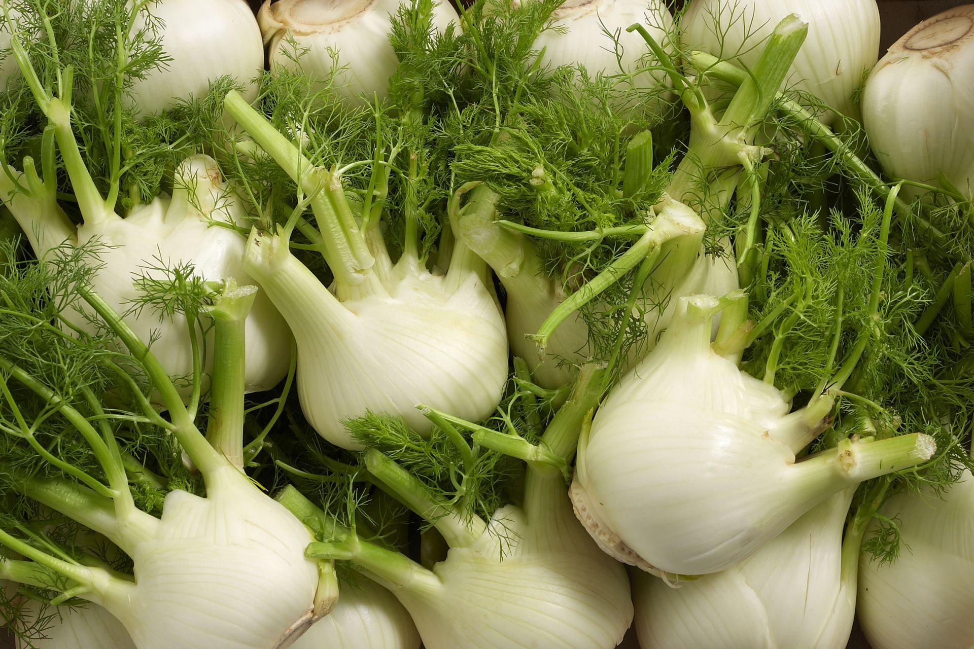 Fenkuł włoski = koper włoski - Foeniculum vulgare - Urzadzamy.pl