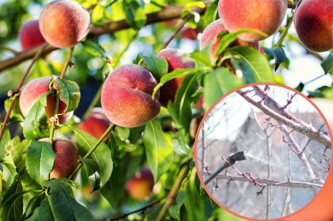 Oprysk brzoskwini na wiosnę - kiedy i czym pryskać brzoskwinie? - murator.pl