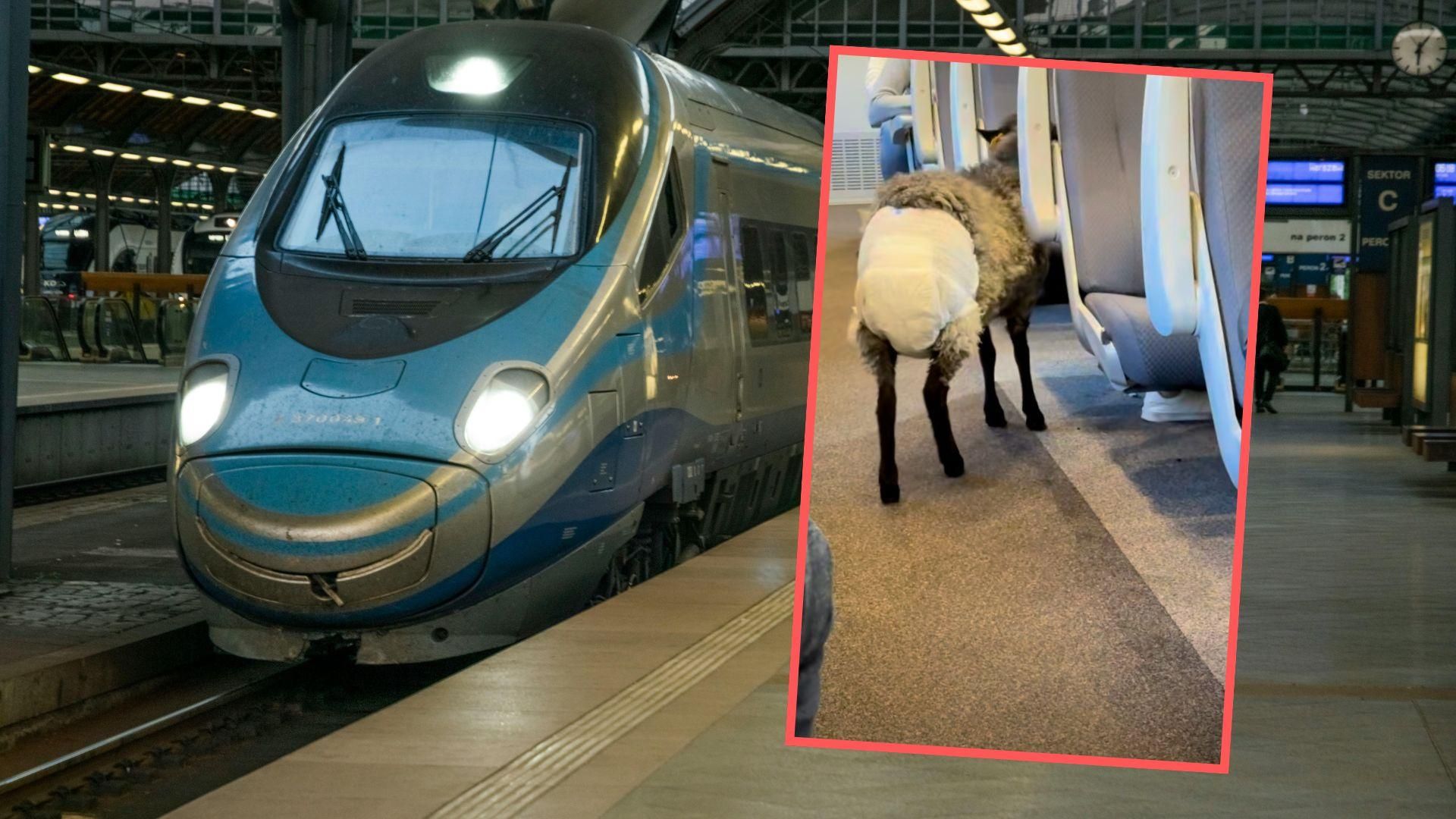Owca w pampersie „gwiazdą” Pendolino. Poseł PiS nie dowierzał własnym oczom - Super Express ...