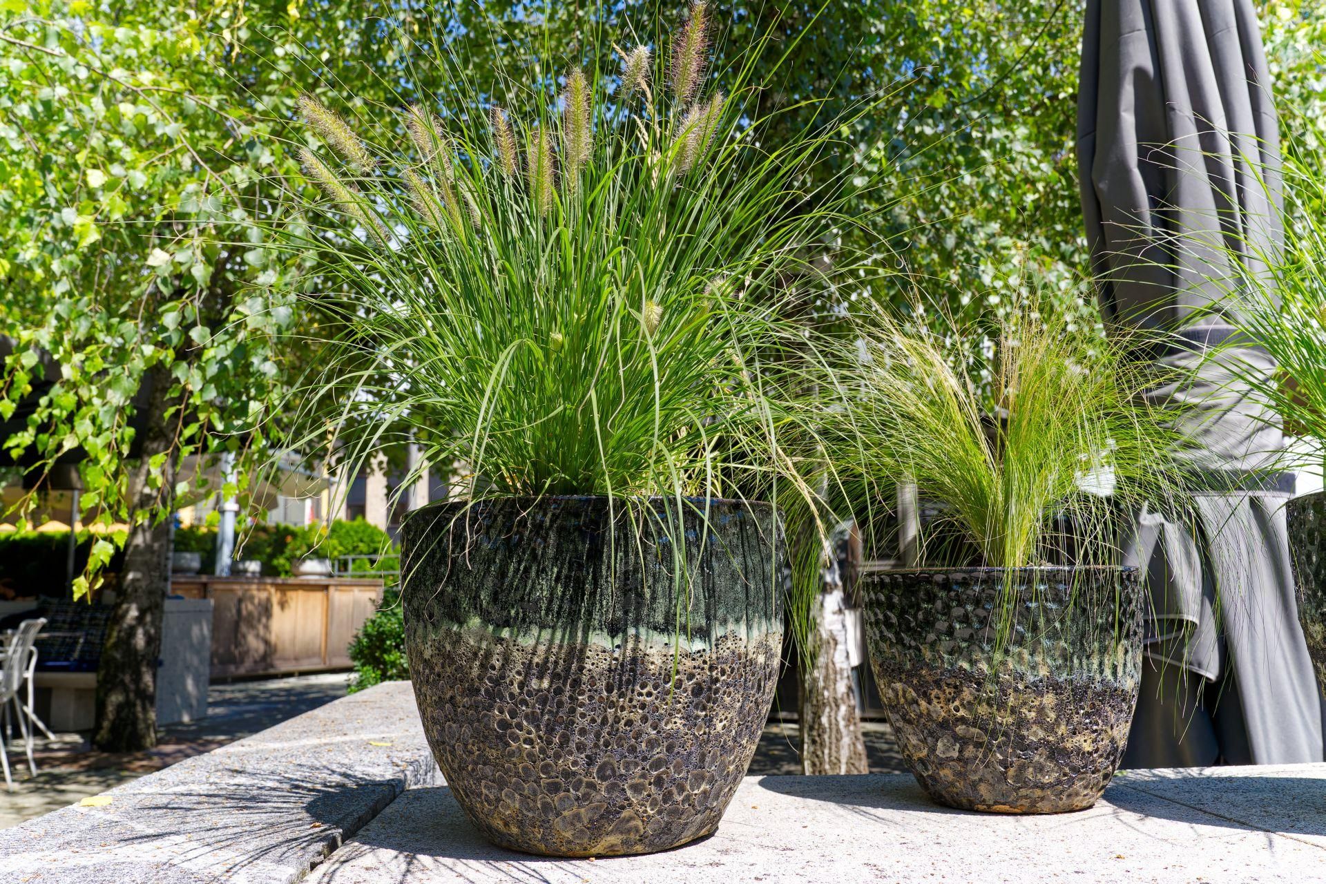 Jakie trawy ozdobne na balkon i taras? Jakie trawy ozdobne do donicy ...