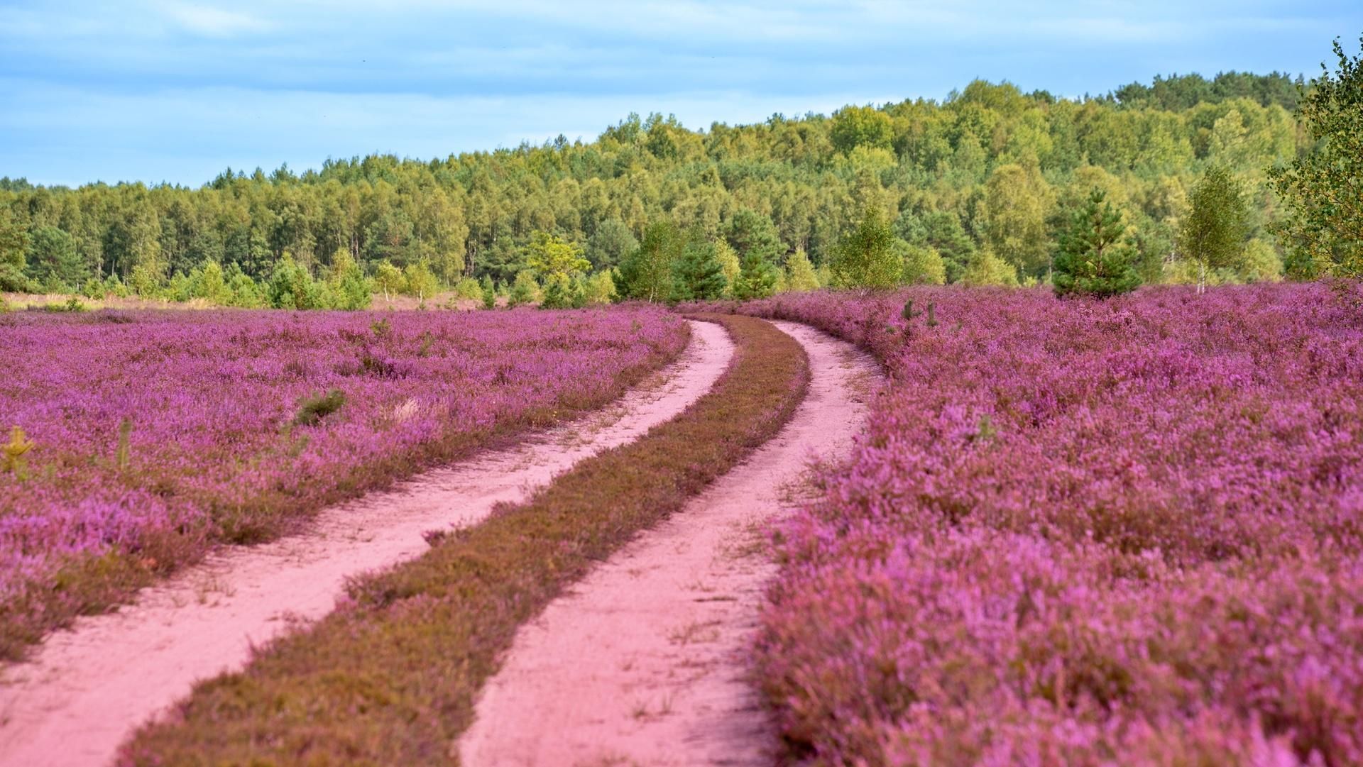 Wielkie wrzosowiska na Pomorzu Zachodnim robią wrażenie - Szczecin ...