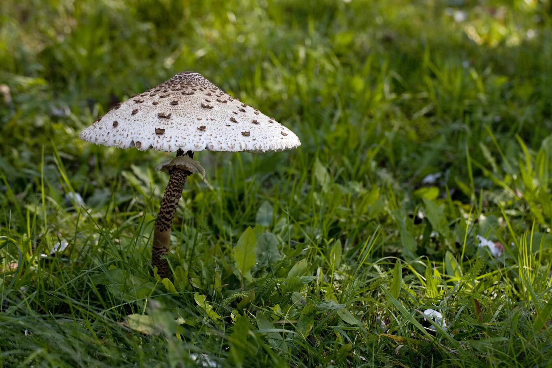 Tak wygląda kania. Te cechy wyróżniają grzyba, którego Polacy podają ...