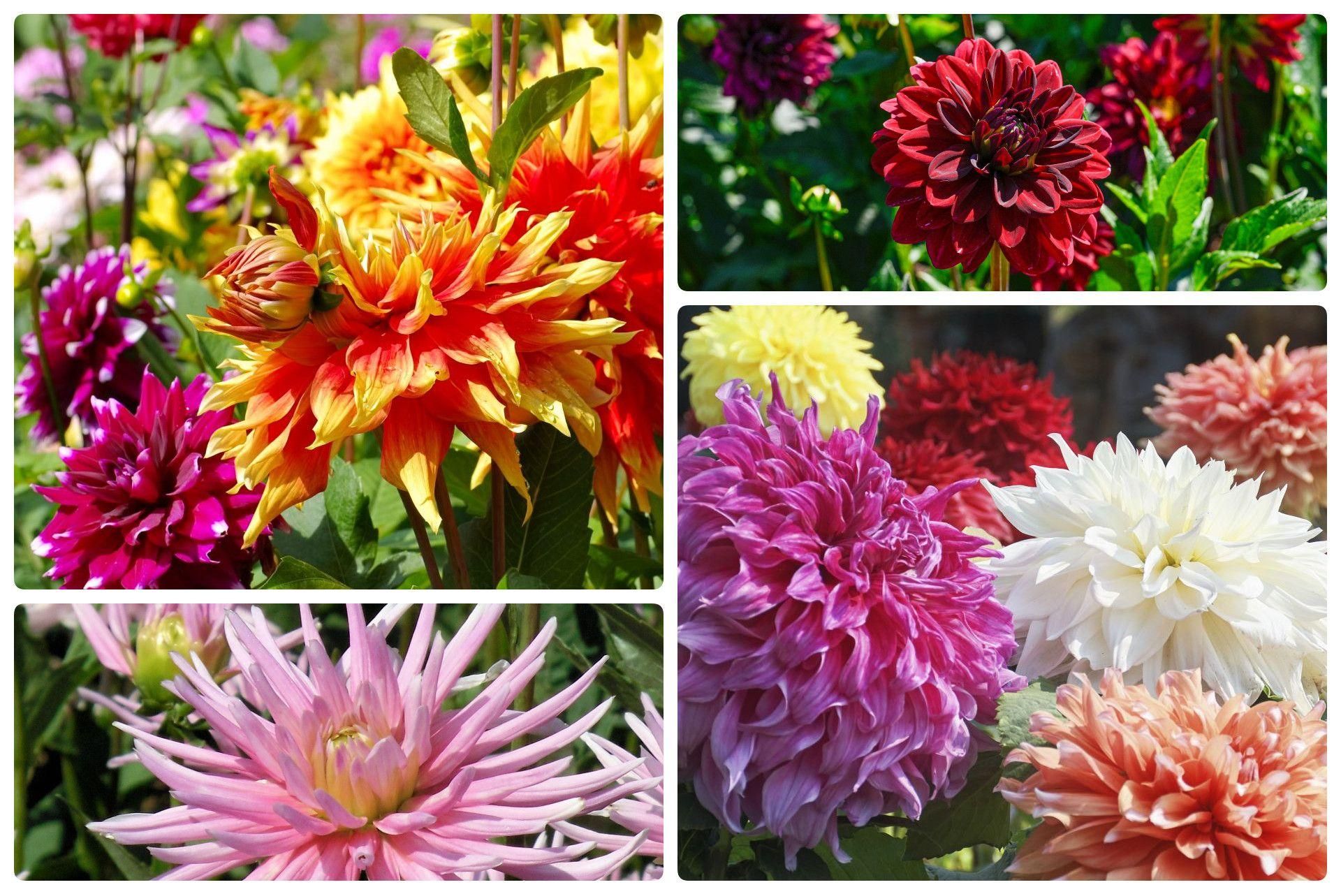 Dalie odmiany - na jakie grupy podzielono dalie? Przegląd grup i odmian ...