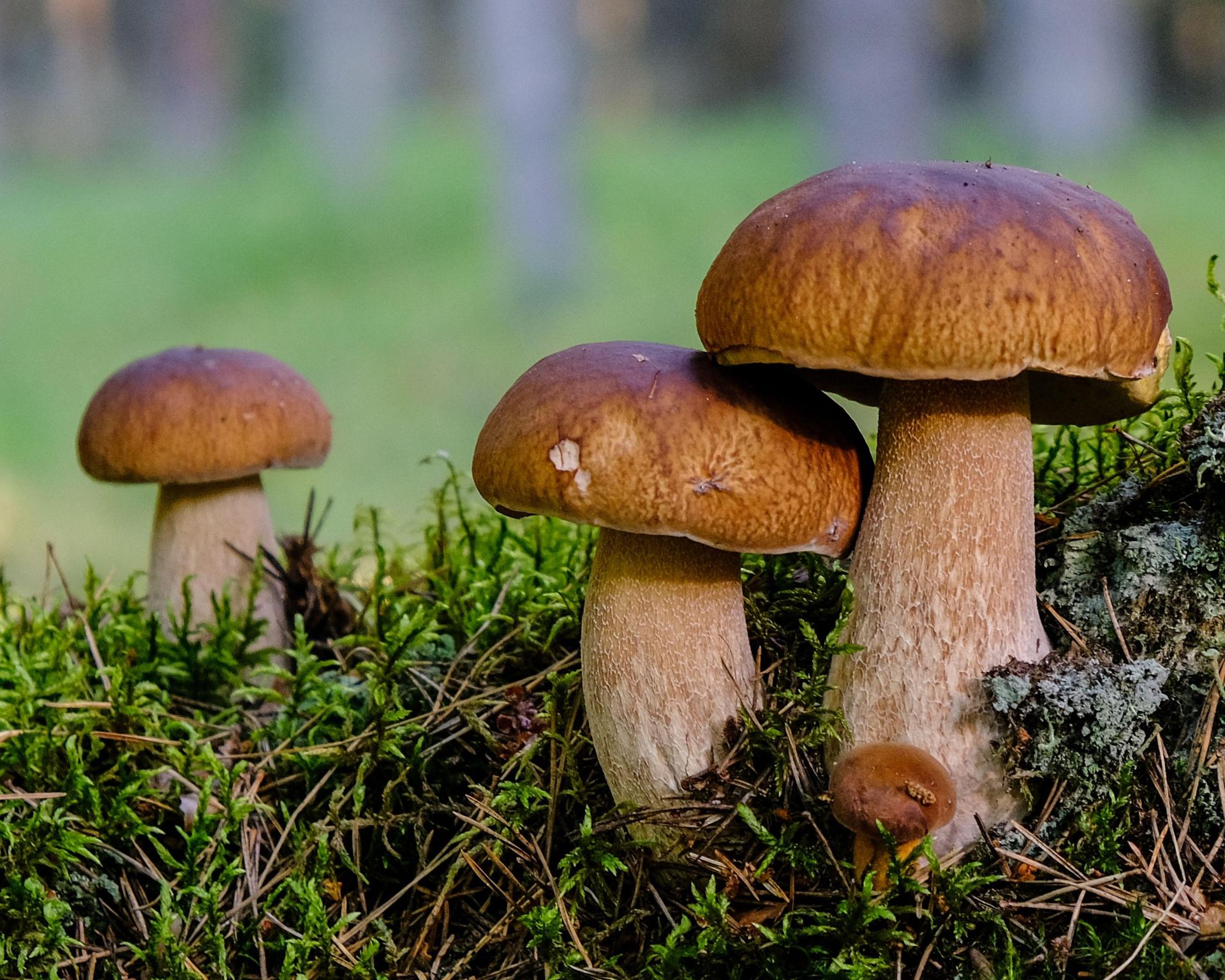 Sezon na memy o grzybobraniu trwa. Zebraliśmy najlepsze okazy ...