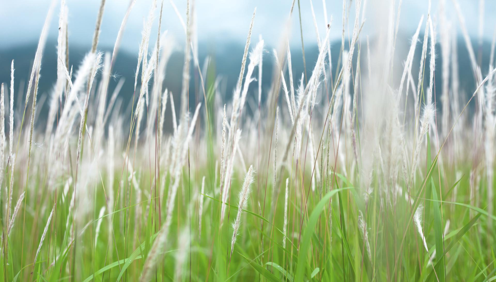 Perz właściwy - jak wpływa na zdrowie? - Beszamel.pl