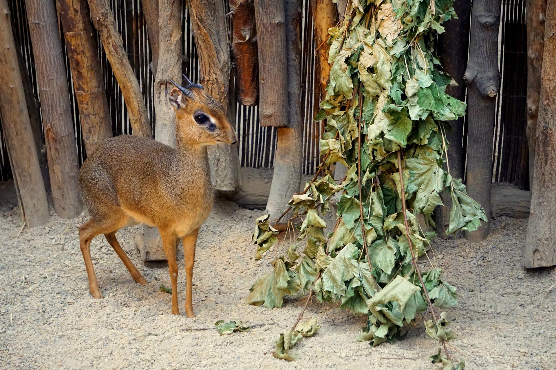 Najmniejsza antylopa świata urodziła się w zoo we Wrocławiu. Poznajcie ...