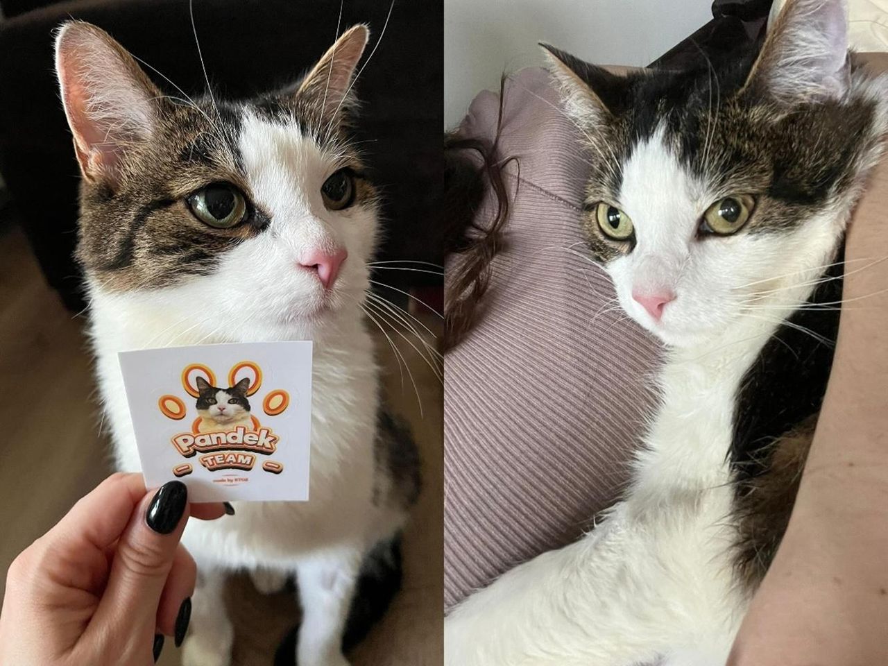Tak teraz wygląda Pandek z Krakowa. Kot, którego pokochali internauci ...