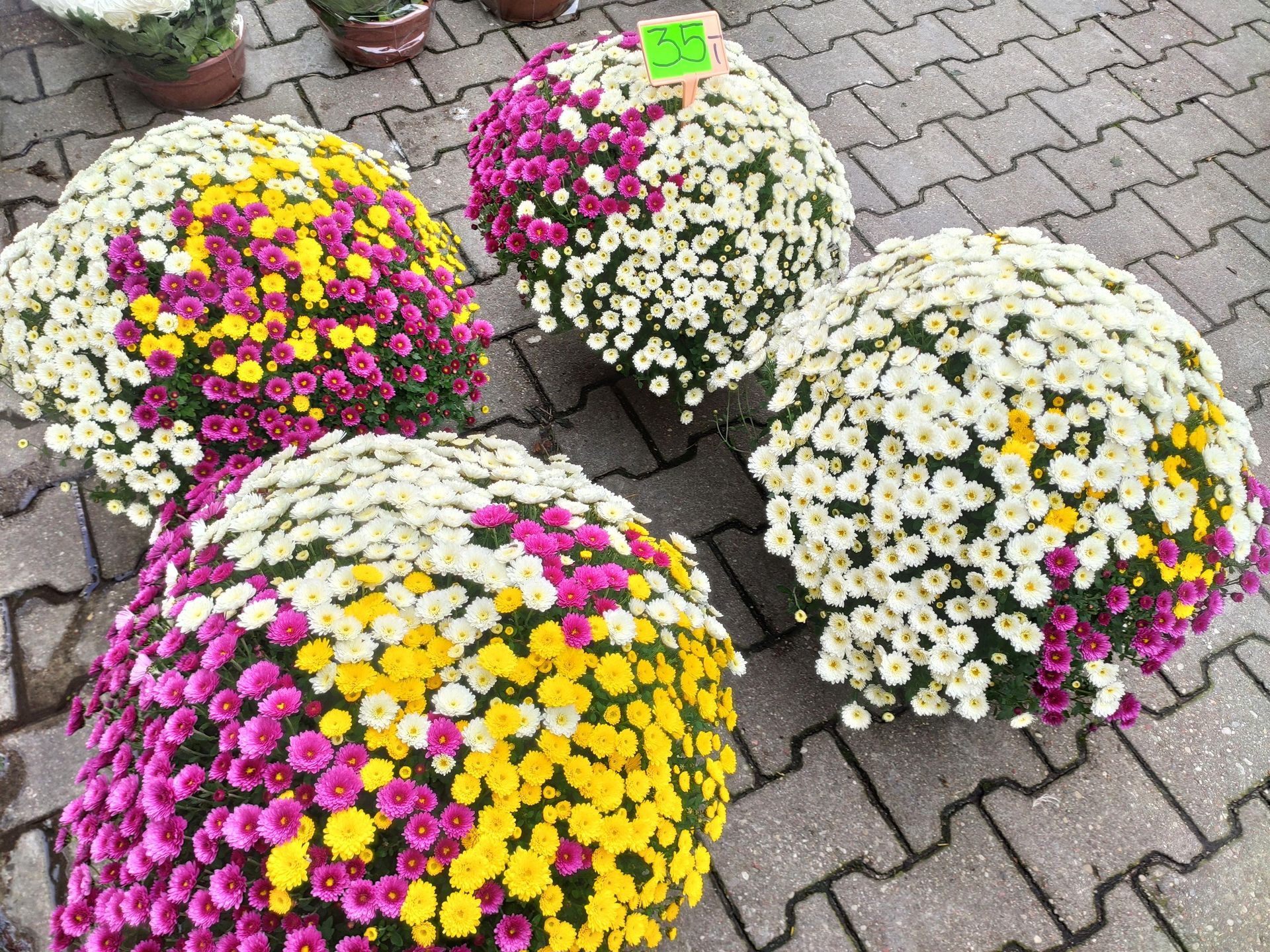 Wszystkich Świętych 2024. Jak dbać o chryzantemy, żeby dłużej wytrzymały na cmentarzu? - Rzeszów ...