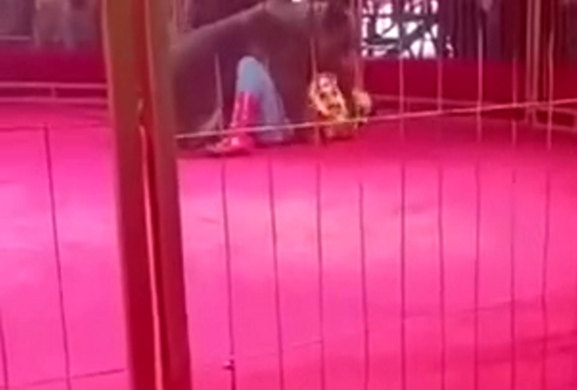 Ogromny niedźwiedź zaatakował tresera w cyrku. Horror na oczach setek dzieci - Super Express ...