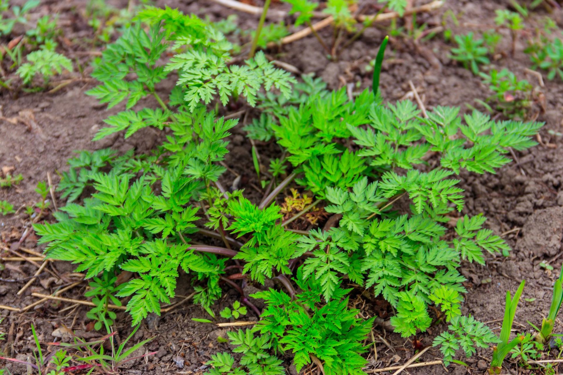 Wygląda jak pietruszka, truje jak barszcz Sosnowskiego. Uważaj na ...