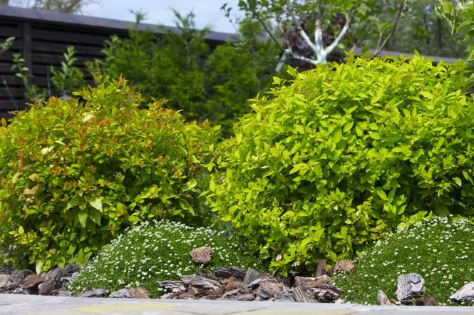 Cięcie tawuły - kiedy i jak przycinać krzewy tawuły japońskiej? Zasady ...