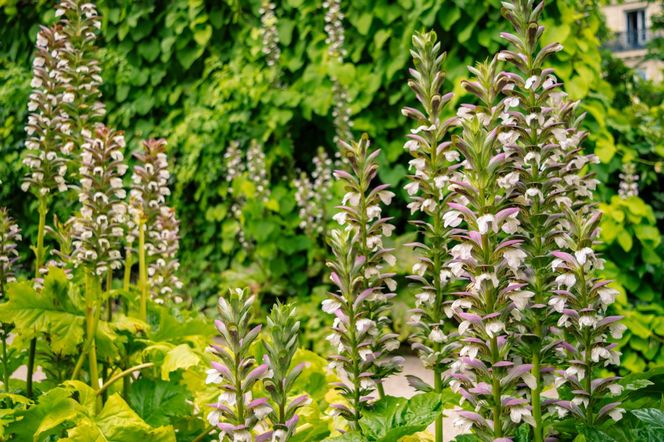 Akant miękki – wymagania, uprawa i zastosowanie w ogrodzie - murator.pl