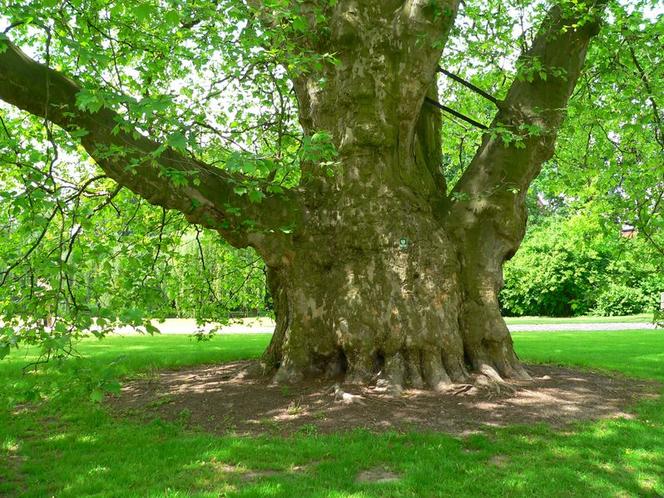 Platan KONSTYTUCYJNY rośnie w Dobrzycy - Ostrów Wielkopolski Radio ESKA