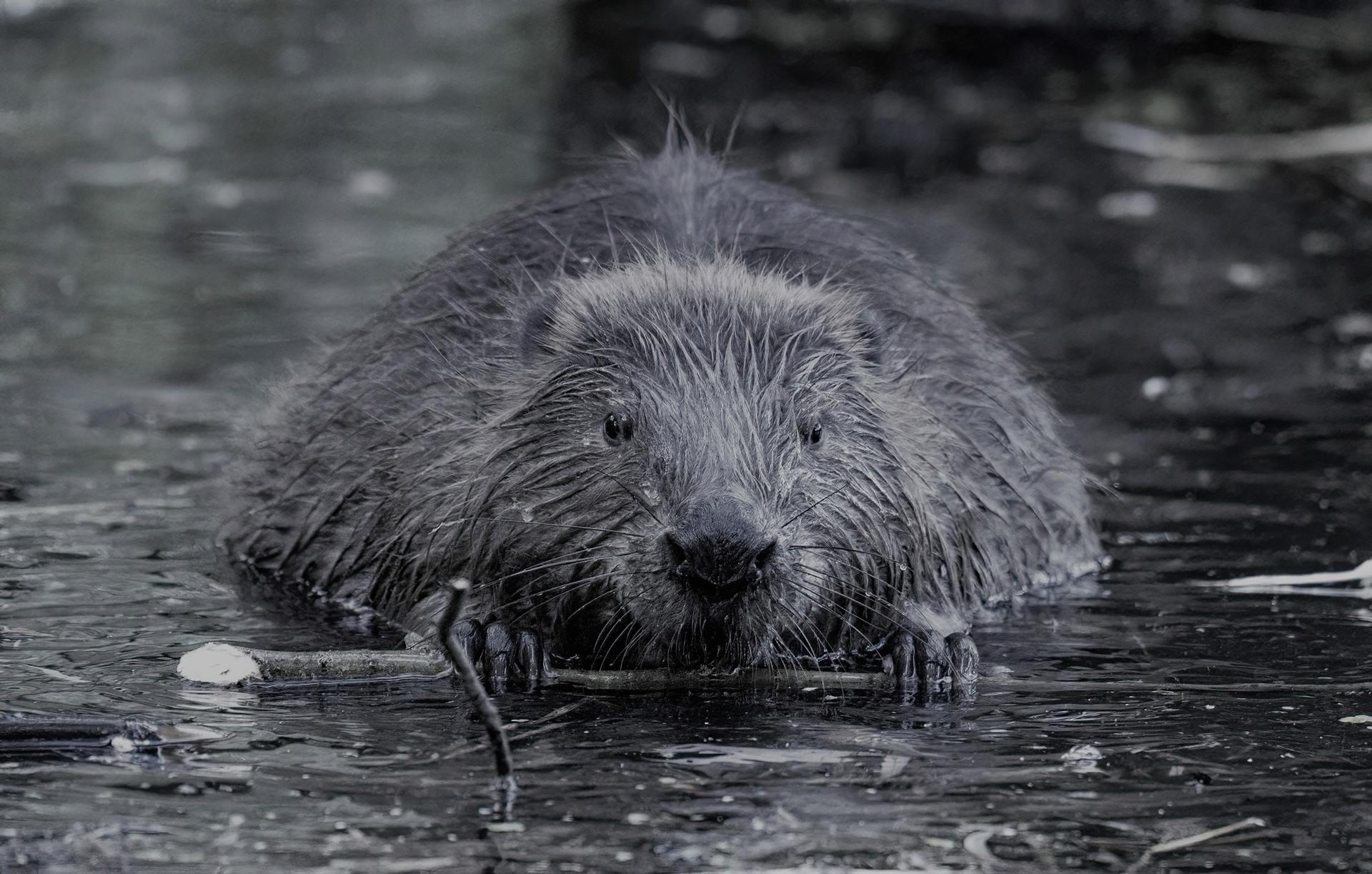 Nie żyje samica bobra z Dolinki Służewieckiej. Miała pogruchotane żebra ...