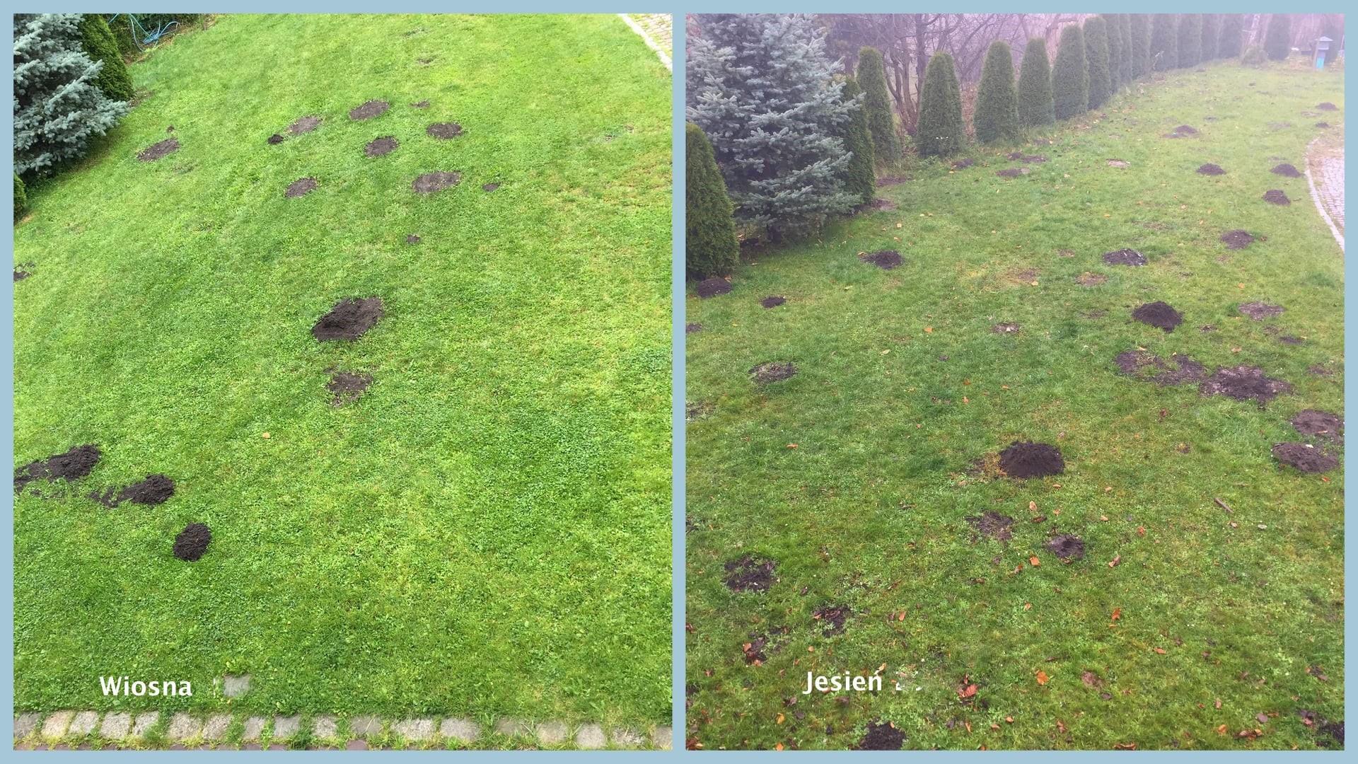 Jak przegonić kreta z ogrodu? Co odstraszy kreta? Sprawdzone sposoby na kreta - murator.pl