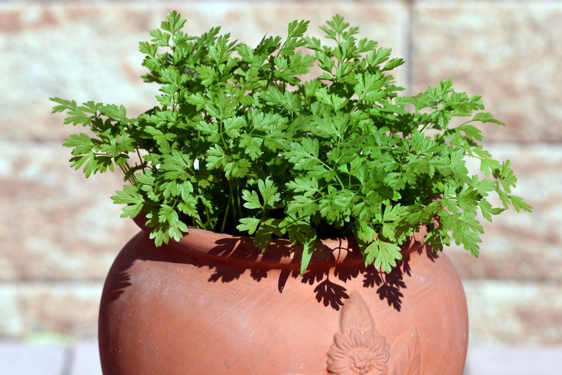 Trybula ogrodowa: Naturalny sposób na obniżenie ciśnienia i wsparcie serca