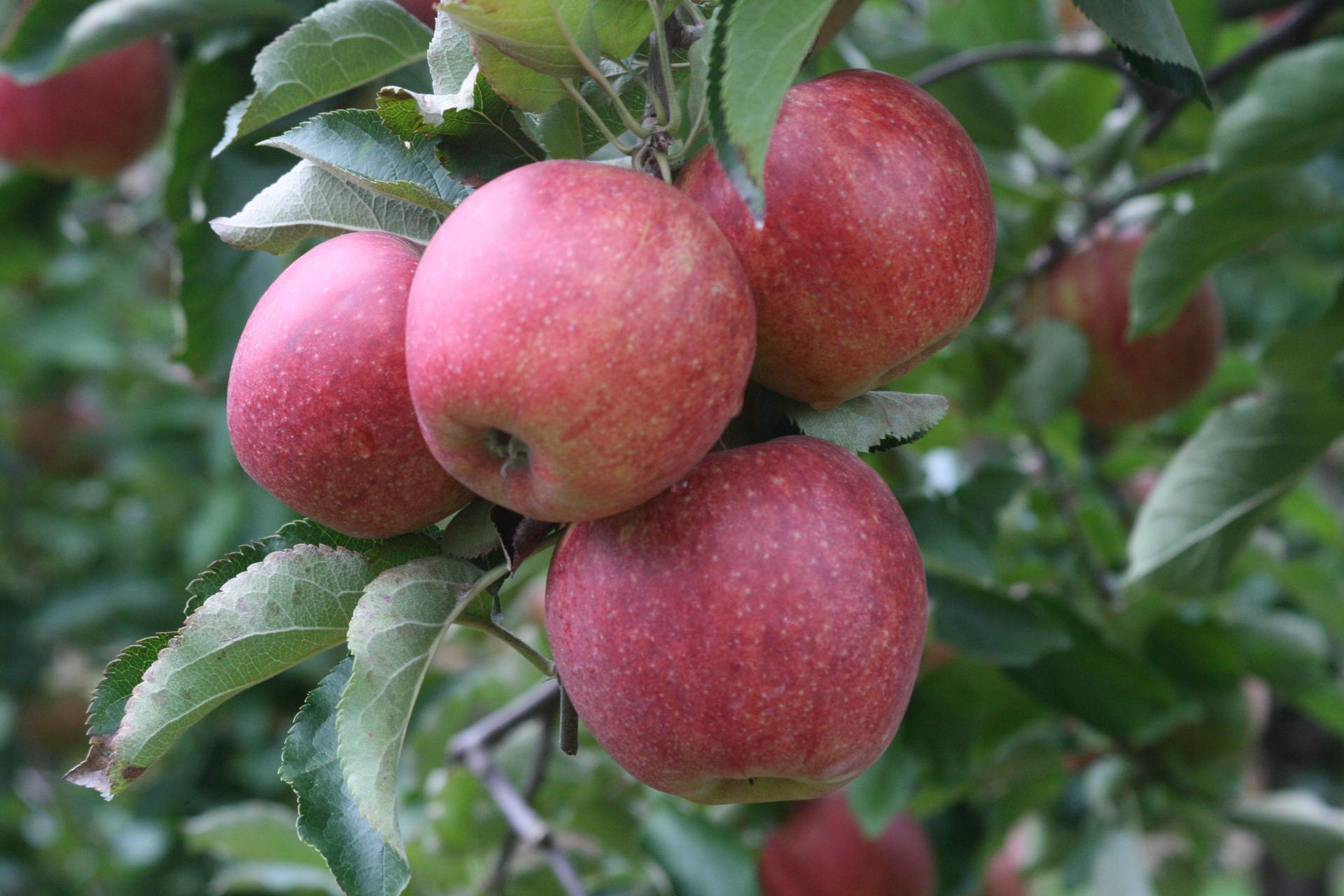 Jabłoń domowa 'Jonagored' = 'Morren's Jonagored' - Malus domestica ...