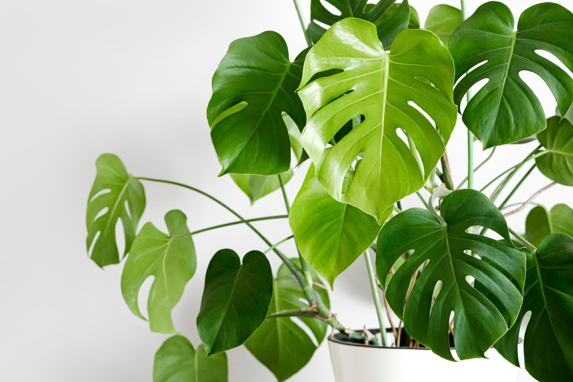 Tylko 1 saszetka sprawi, że marniejąca monstera odżyje. Po chwili ...