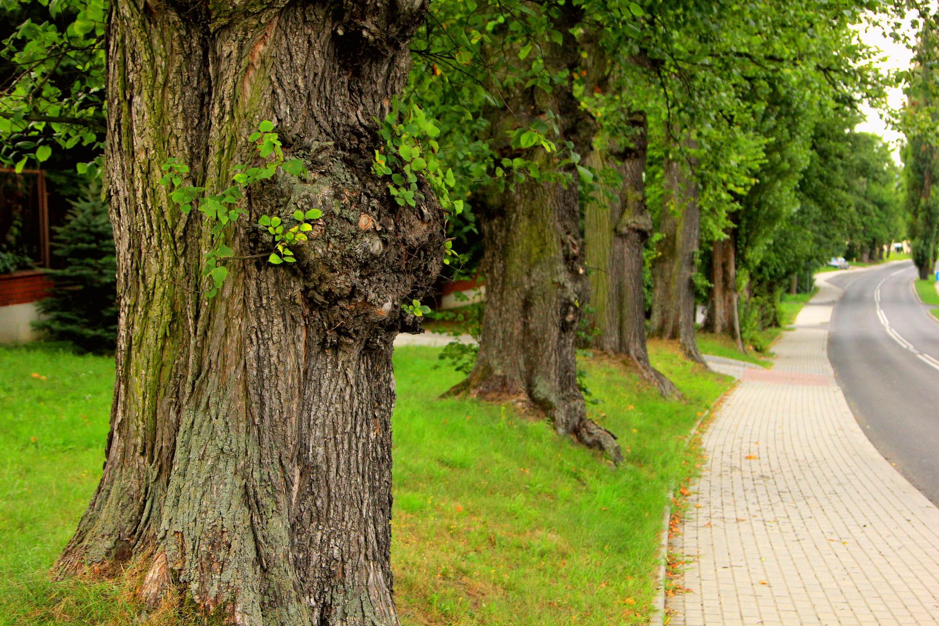 W Tarnowie pojawi się 165 nowych drzew. Nasadzenia już niebawem - Tarnów Radio ESKA