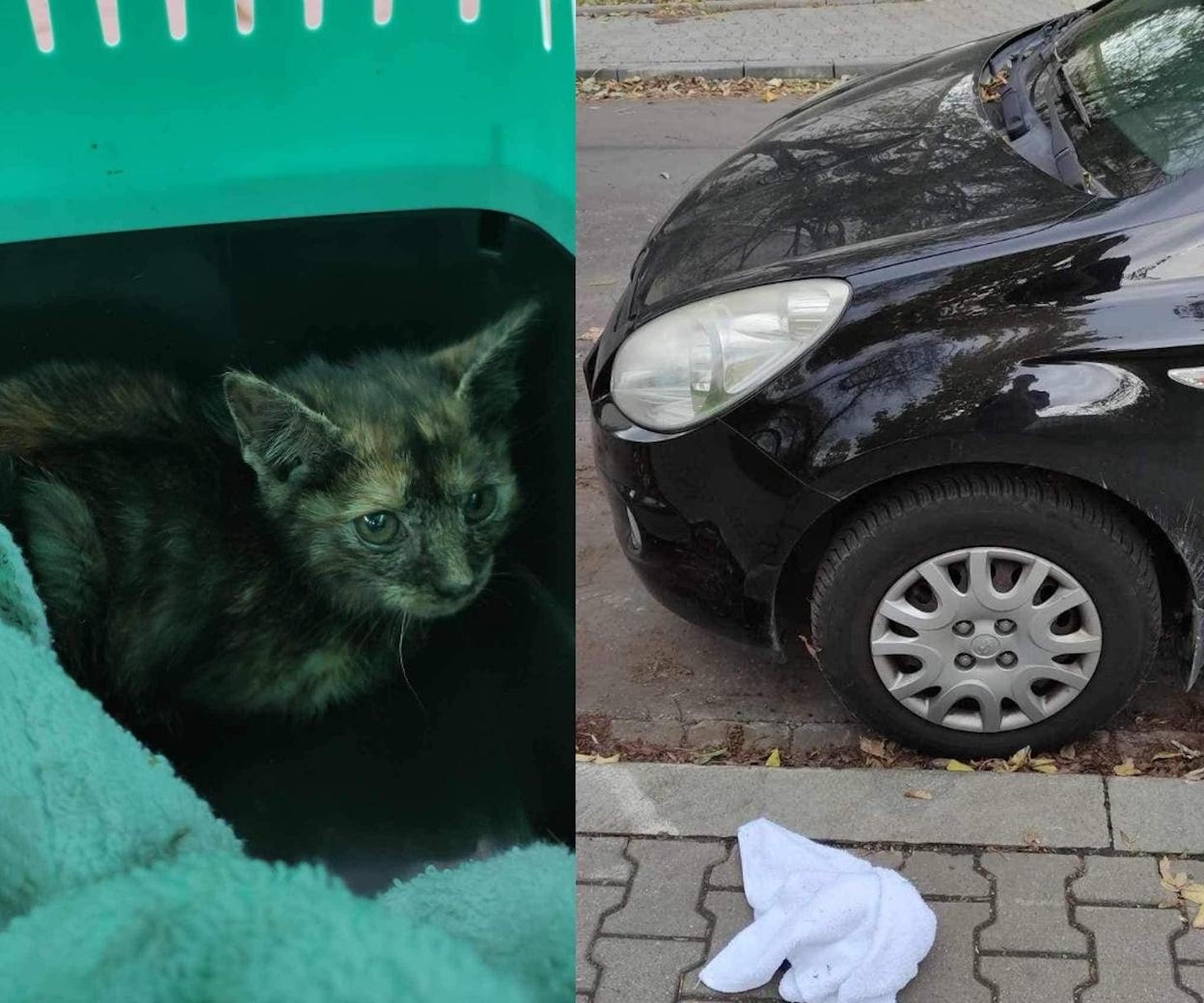 Kraków. Kot utknął pod maską samochodu. KTOZ apeluje do mieszkańców ...