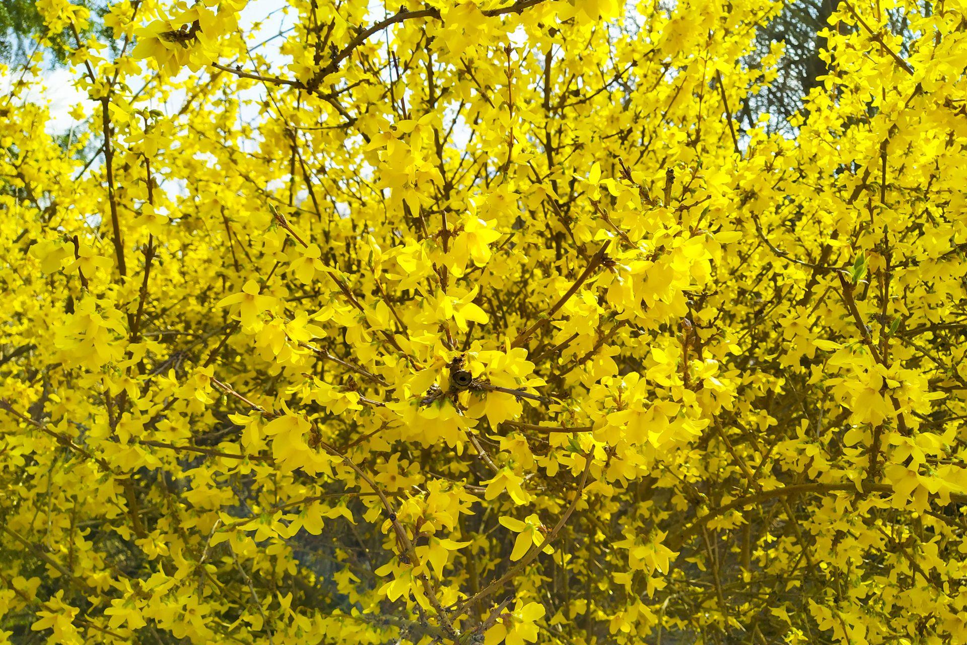 Forsycja pośrednia 'Spectabilis' - Forsythia intermedia 'Spectabilis ...